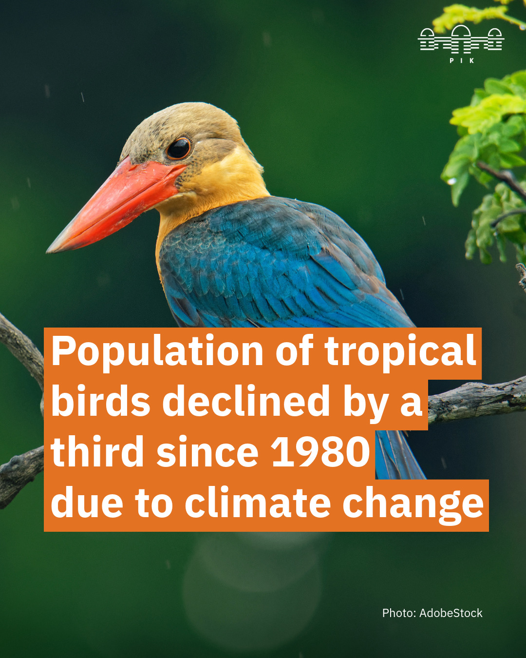 Decimated tropical bird populations — Potsdam-Institut für ...