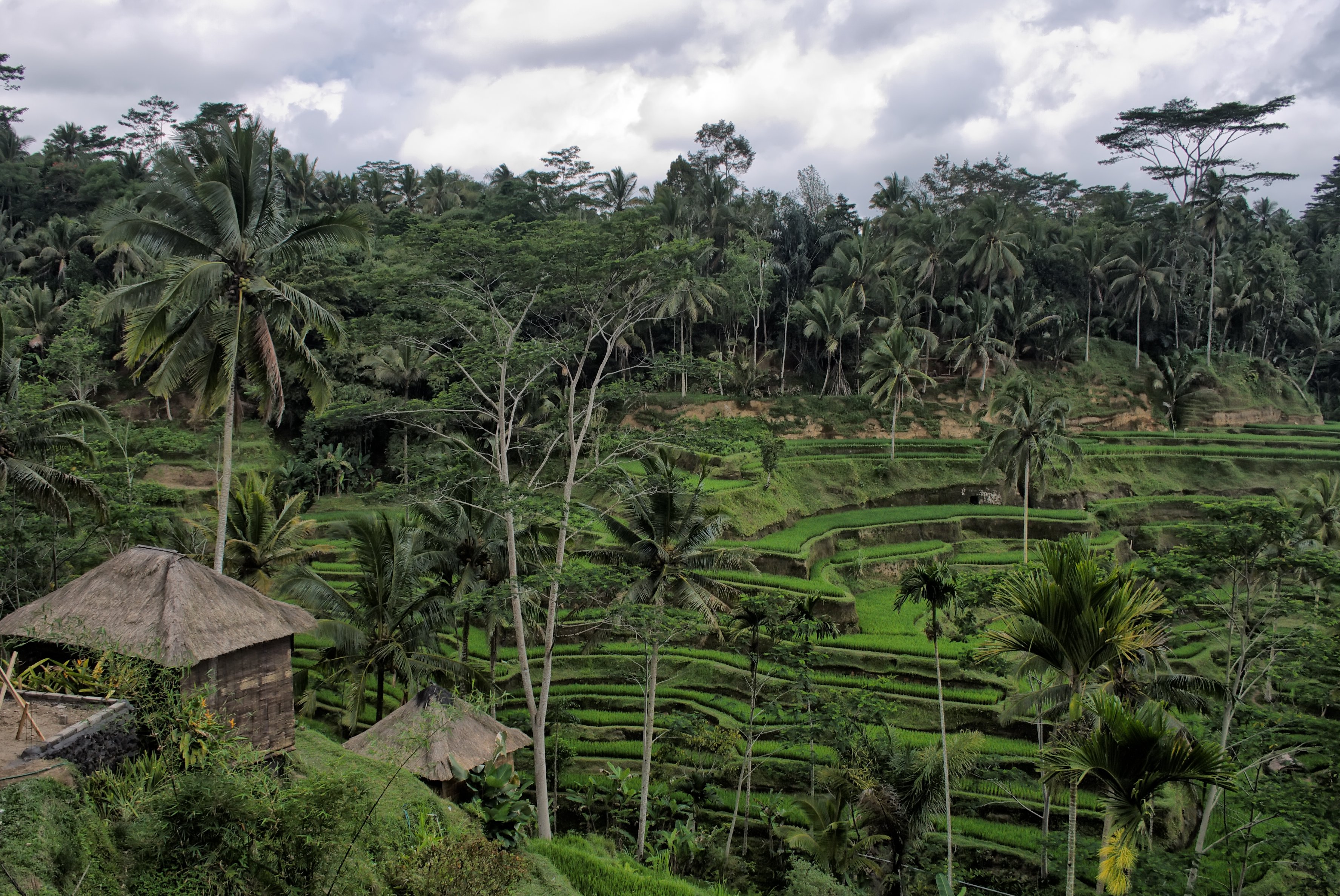 Shifts in ecosystem services, role of natural vegetation for climate ...