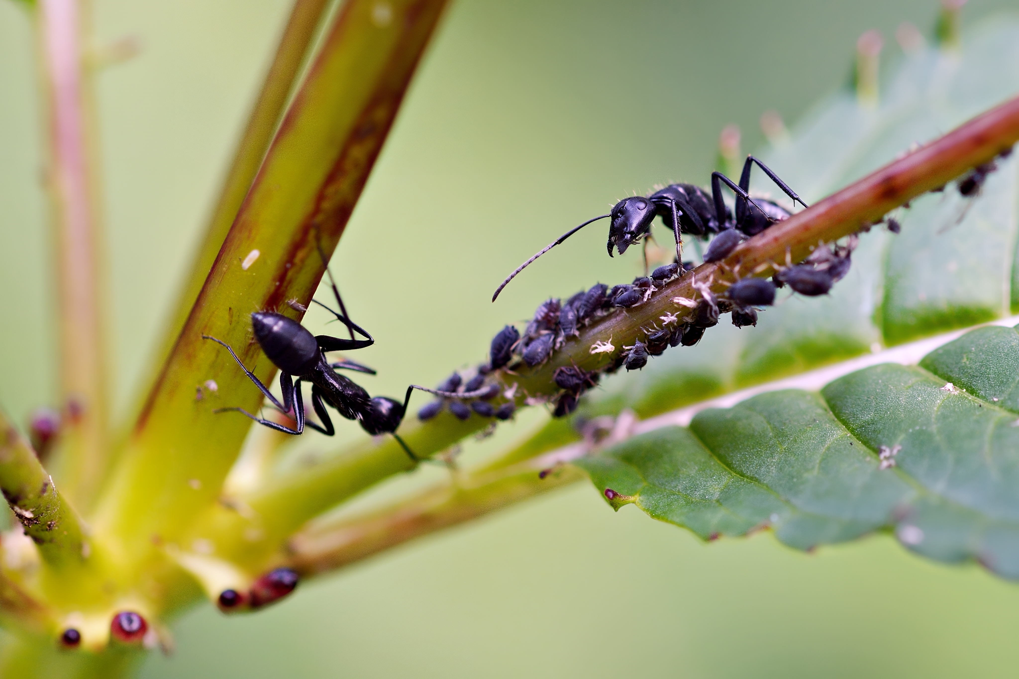 From Chaos to Order: How Ants optimize Food Search — Potsdam Institute ...