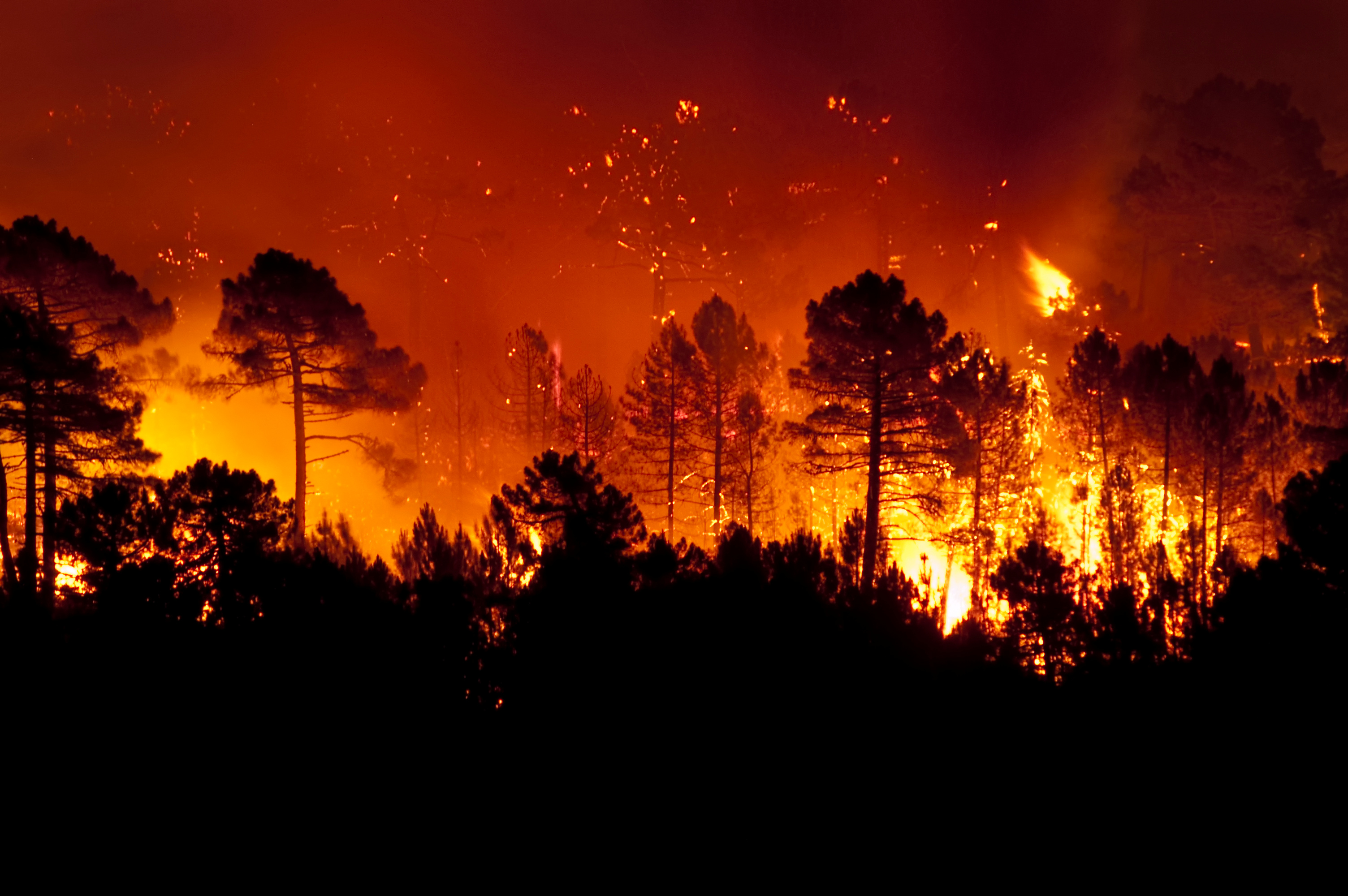 Fires, storms, insects: climate change increases risks for forests ...